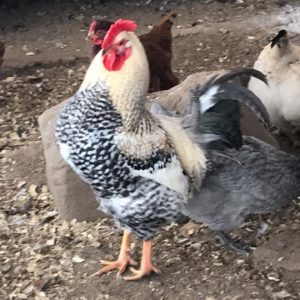 Selective Breeding in Backyard Flocks - Backyard Poultry